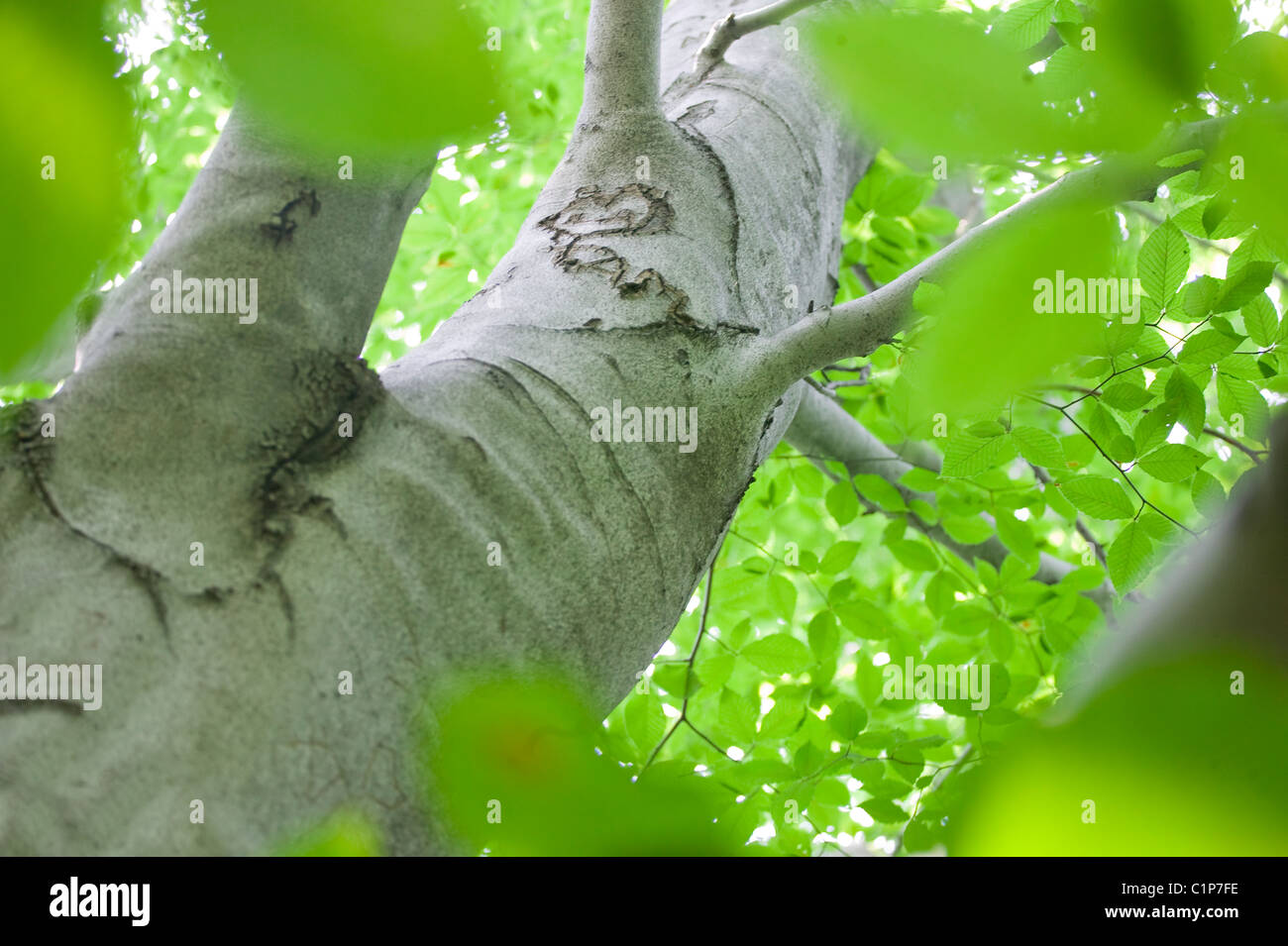Looking up at a tree Stock Photo - Alamy