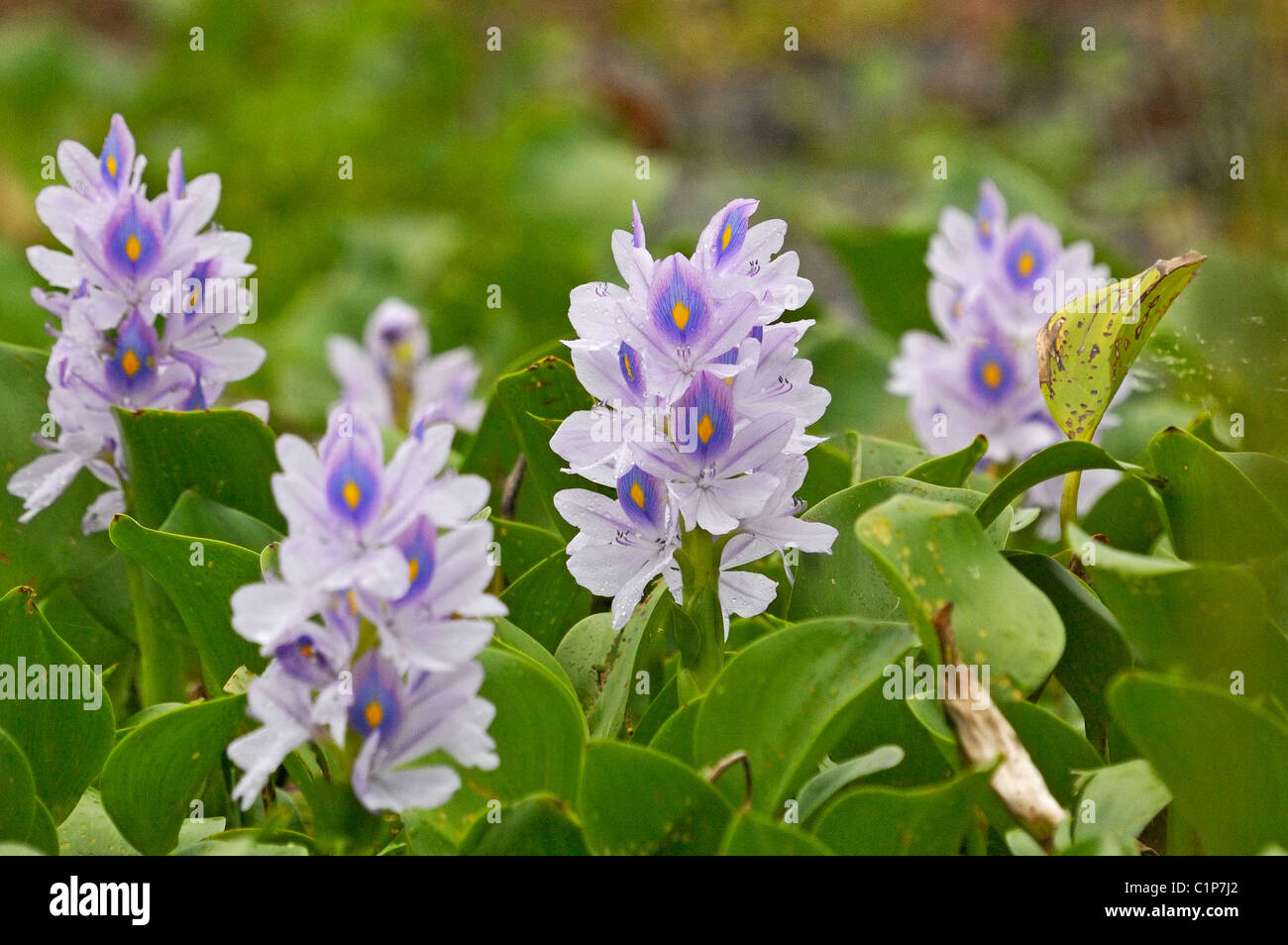 Common water hyacinth hi-res stock photography and images - Alamy