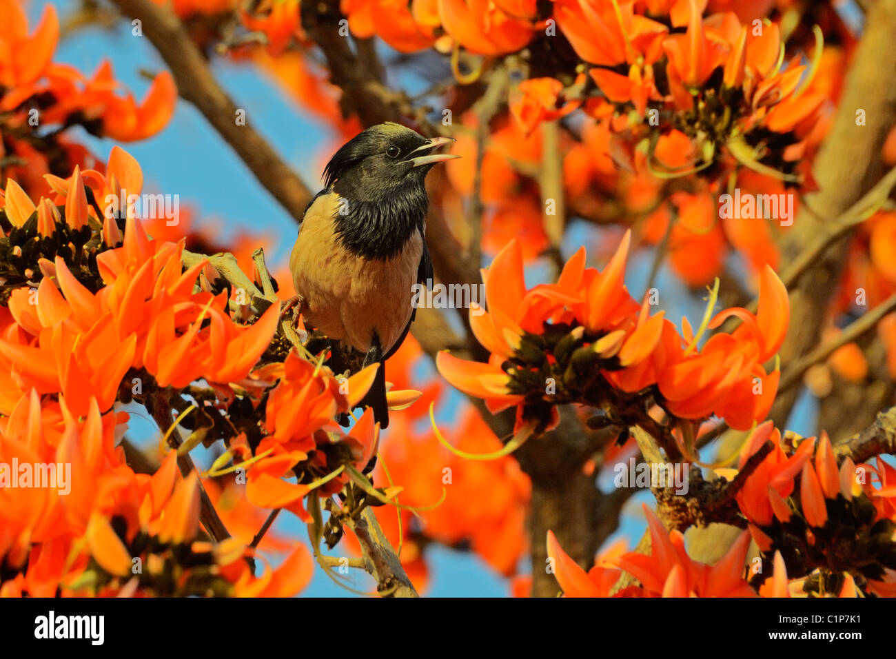 Rosy Starling, or Rose-coloured Starling, (Sturnus roseus) on a palash ...