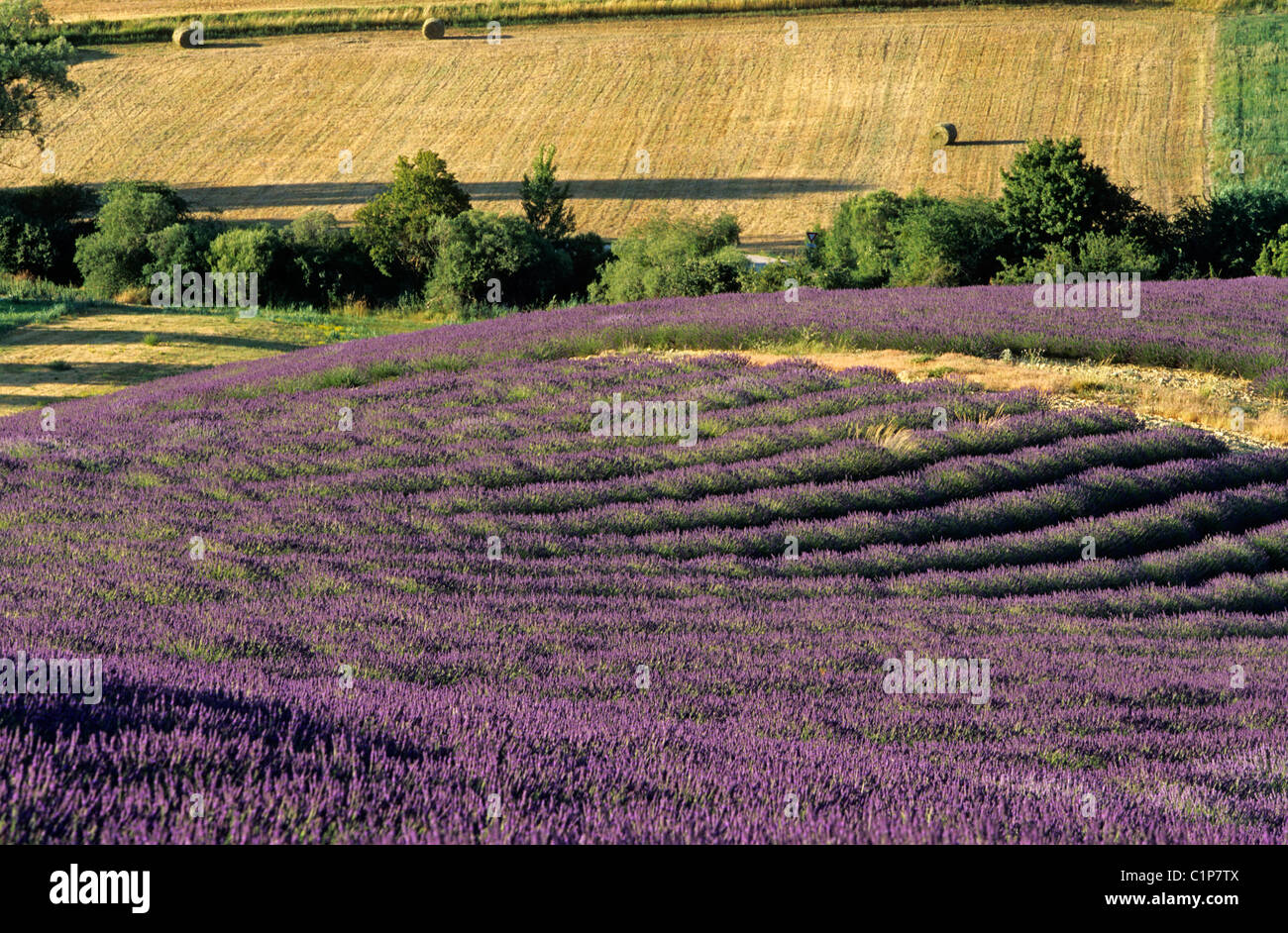 France, Drome, lavender landscape near Saint Auban Stock Photo - Alamy