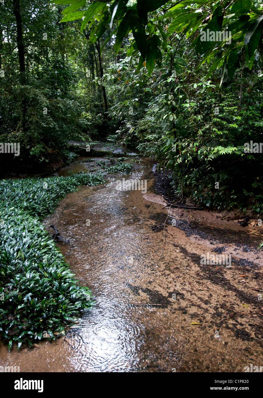 A stream flowing through the jungle in Borneo Stock Photo - Alamy