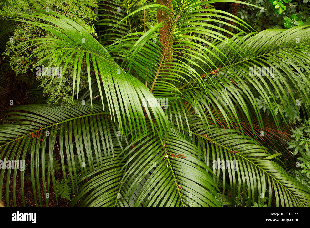 Nikau palm tree hi-res stock photography and images - Alamy