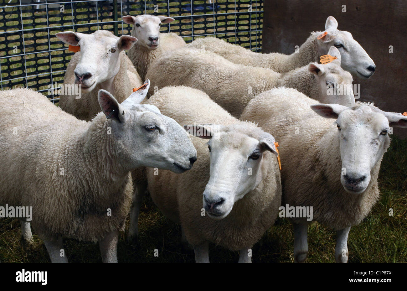 Talking sheep hi-res stock photography and images - Alamy