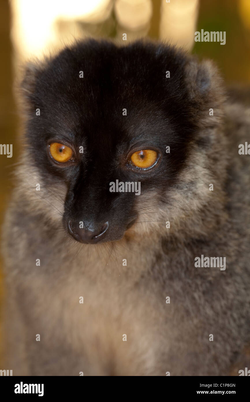 Eulemur fulvus fulvus hi-res stock photography and images - Alamy