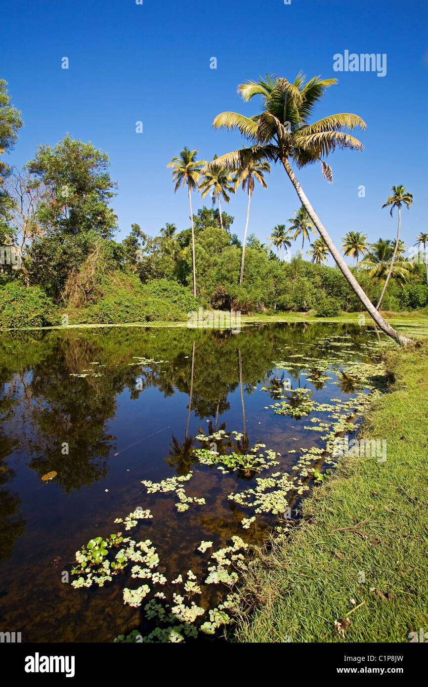 India, Kerala, near Arthunkal, pond Stock Photo - Alamy