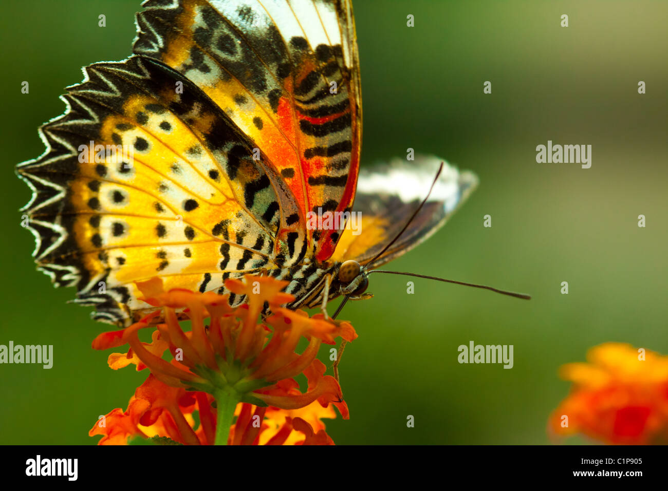 Blue moon butterfly hi-res stock photography and images - Alamy