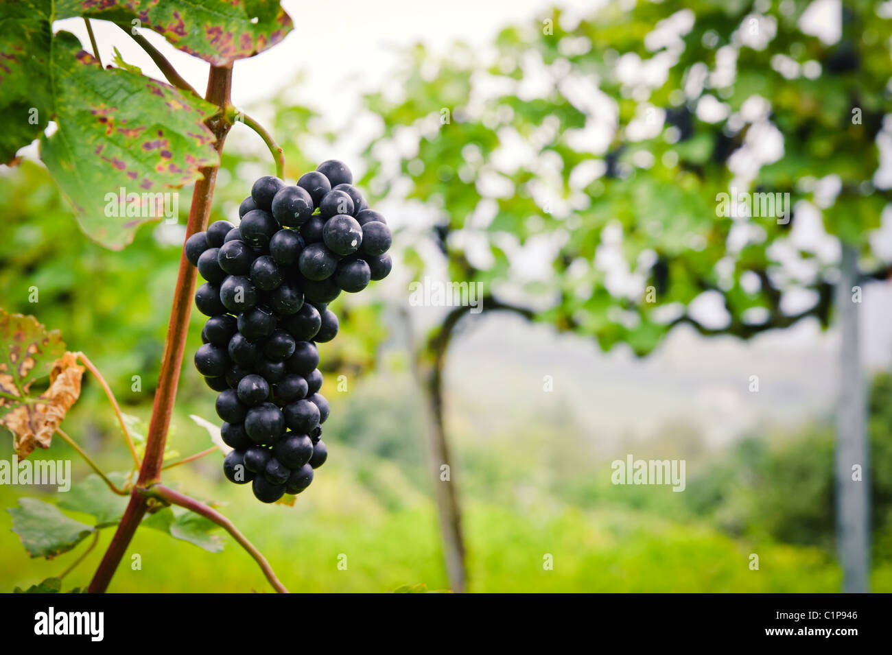 Grape vine close up hi-res stock photography and images - Alamy