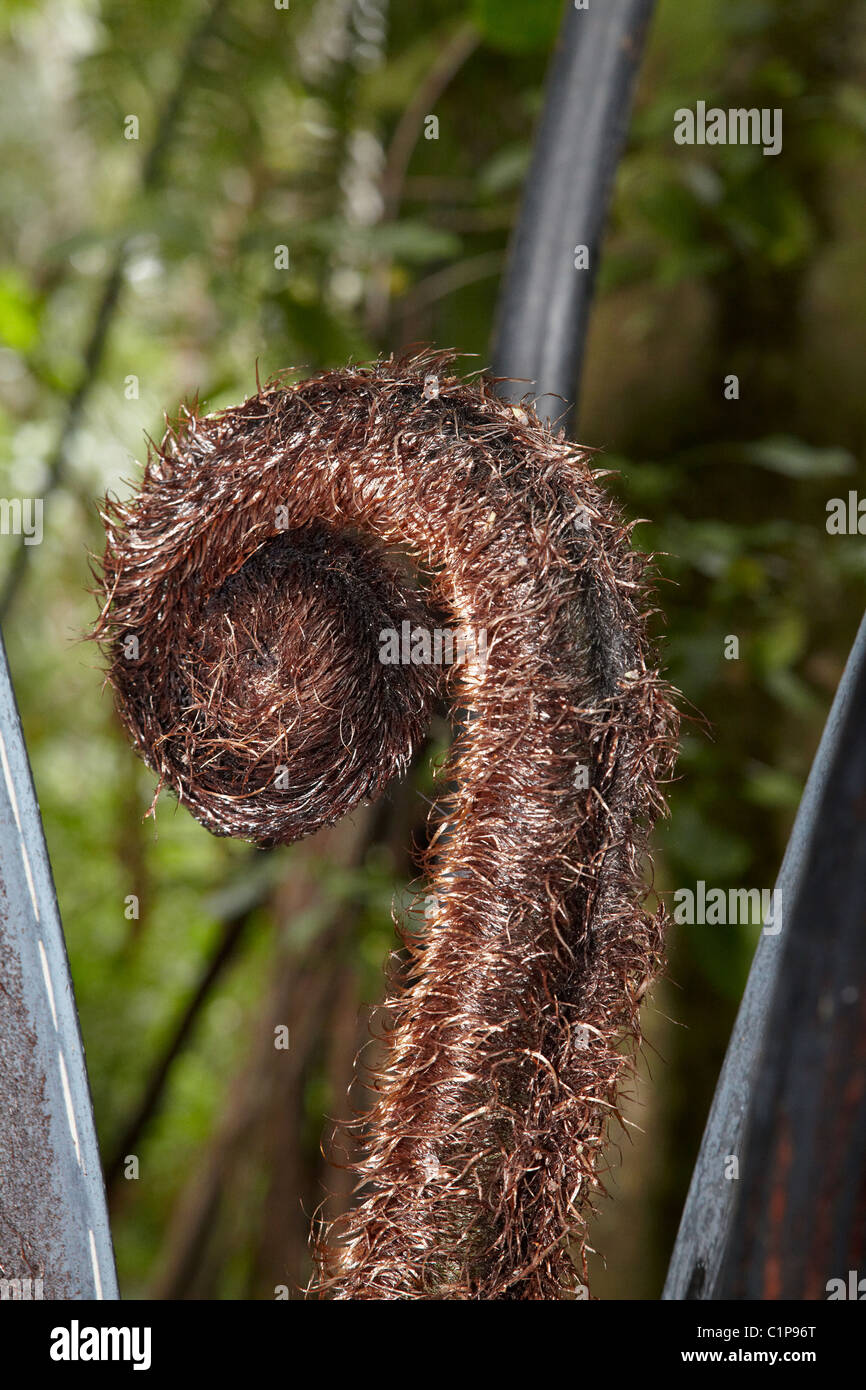 Fern frond, Trounson Kauri Park, Northland, North Island, New Zealand ...