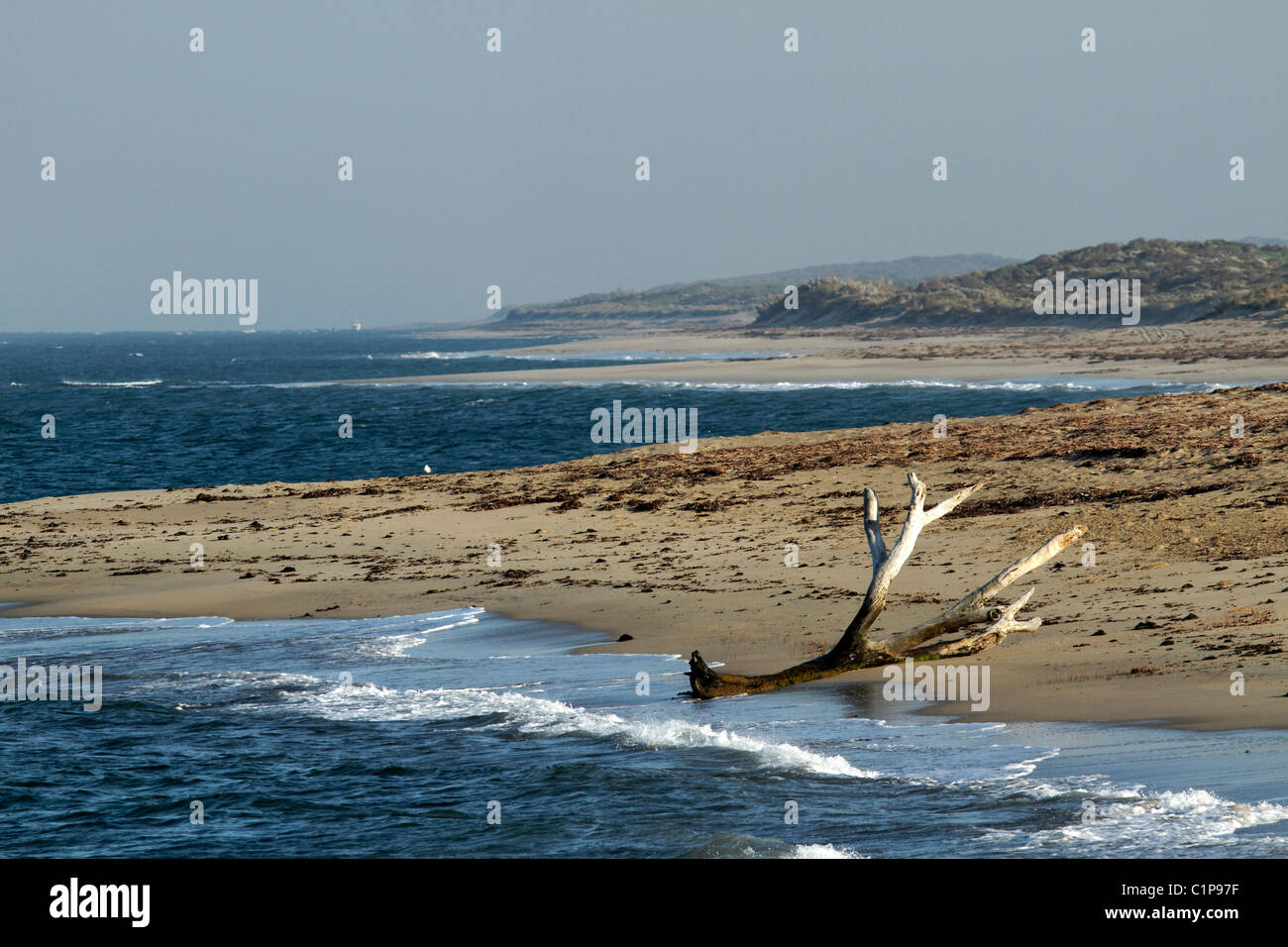 Driftwood Tree on Sandy Beach, Dongara Western Australia Stock Photo ...
