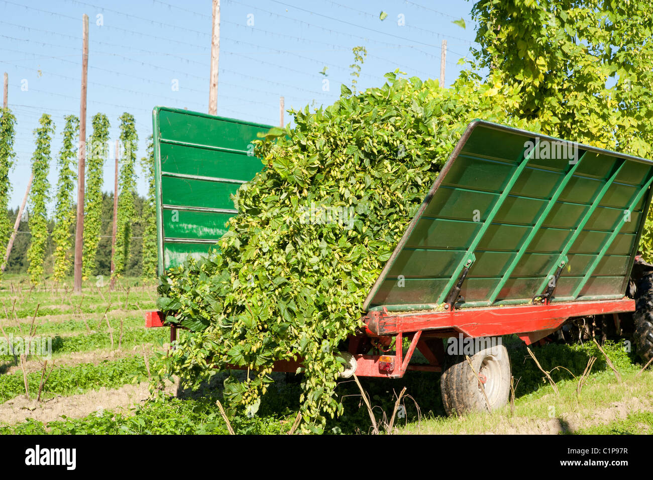 Truck being loaded with Hops at harvest time Stock Photo - Alamy