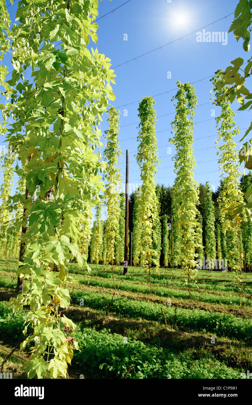 Hop land hi-res stock photography and images - Alamy