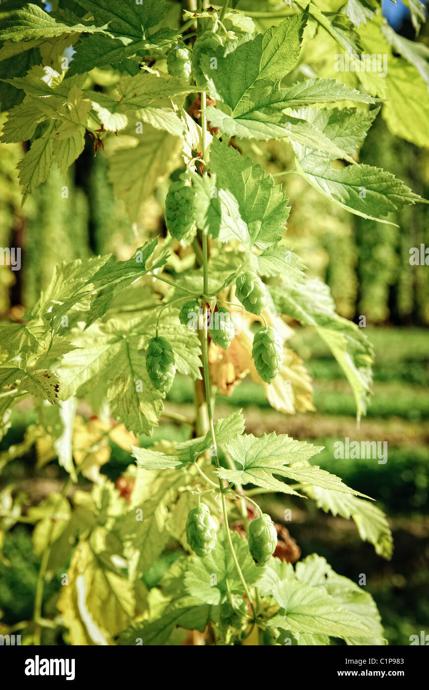 Fully grown hop Cones prior to harvesting Stock Photo - Alamy