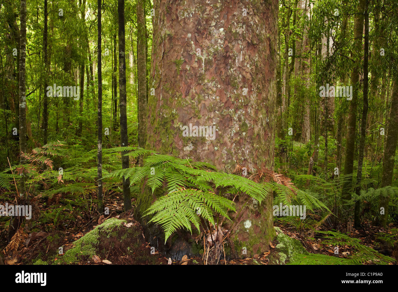 Kauri Trees, Trounson Kauri Park, Northland, North Island, New Zealand ...