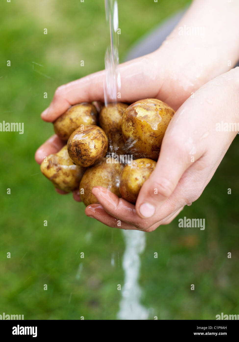 Womans hands washing potatoes under water Stock Photo - Alamy