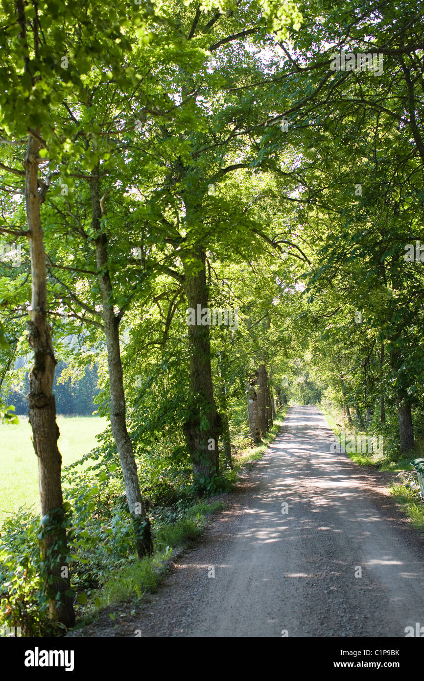 Dirt track through forest Stock Photo - Alamy