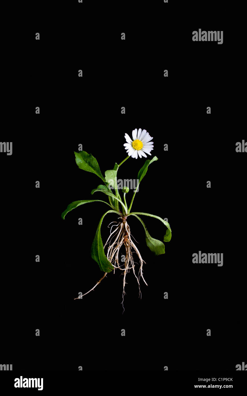 Daisy on black background Stock Photo - Alamy