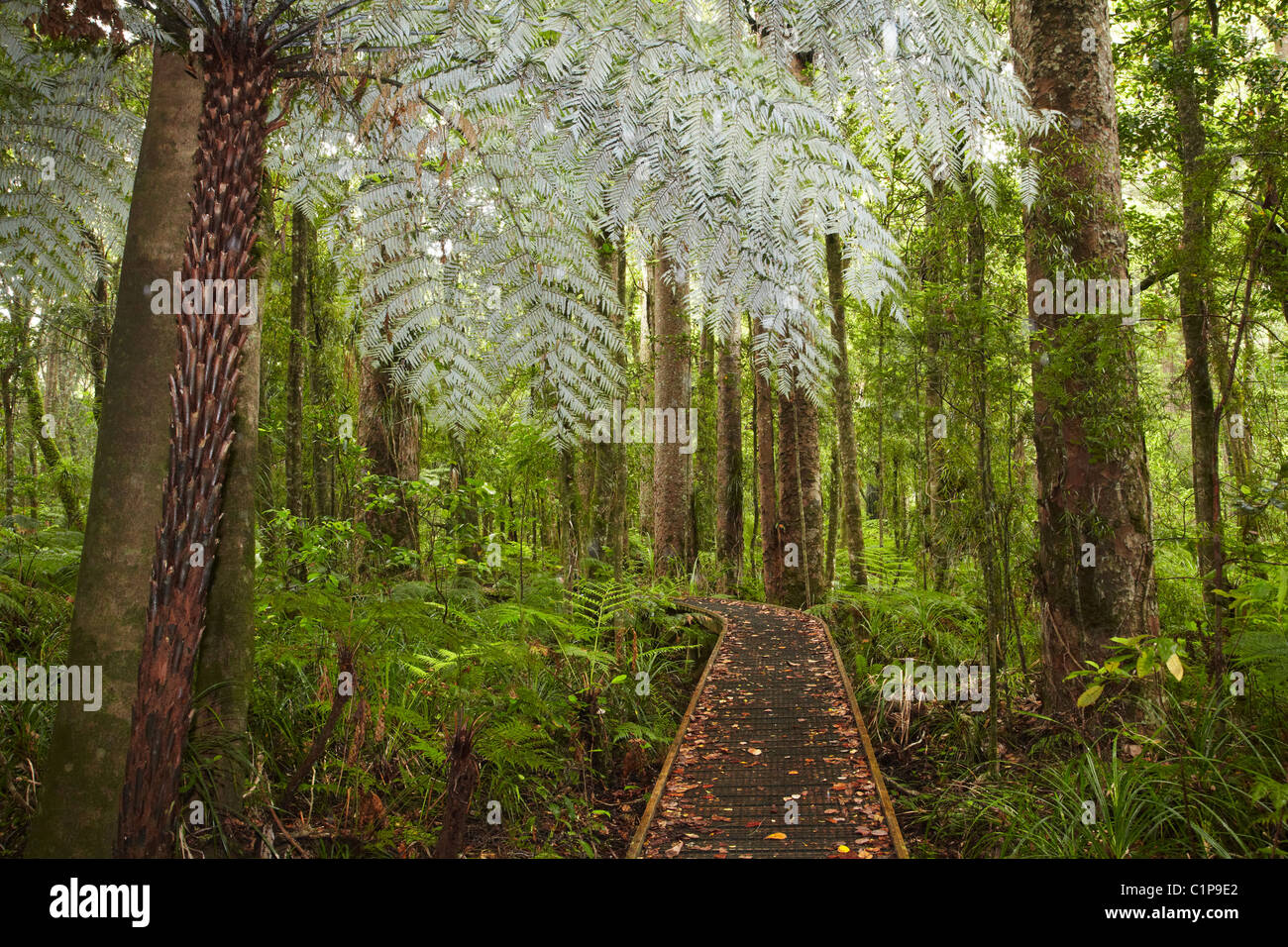 Kauri trees trounson kauri park hi-res stock photography and images - Alamy