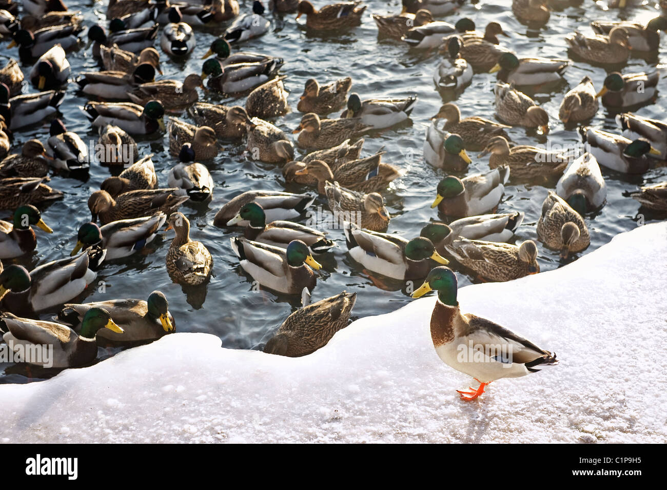 Ducks on lake Stock Photo - Alamy