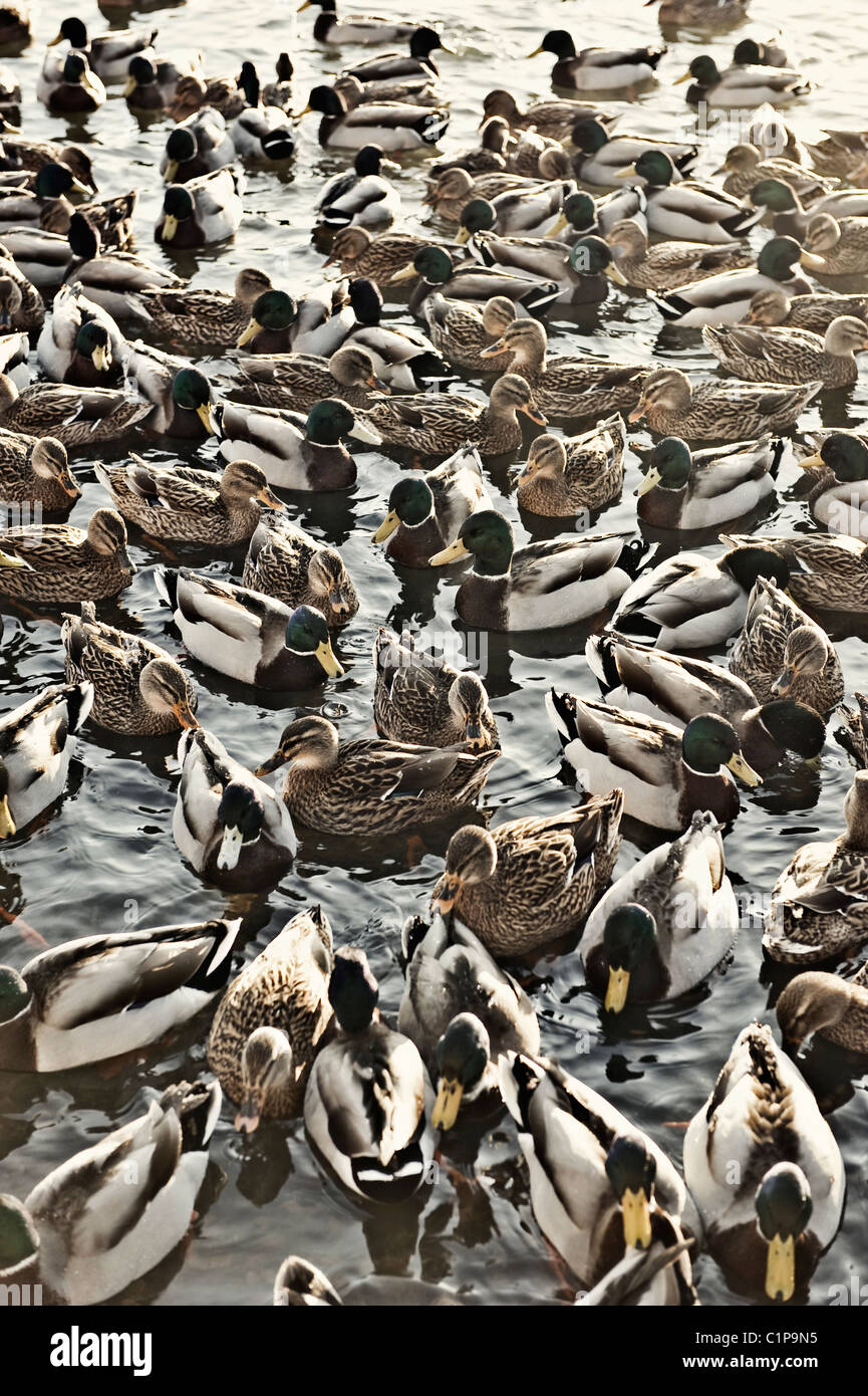 Ducks on lake Stock Photo - Alamy