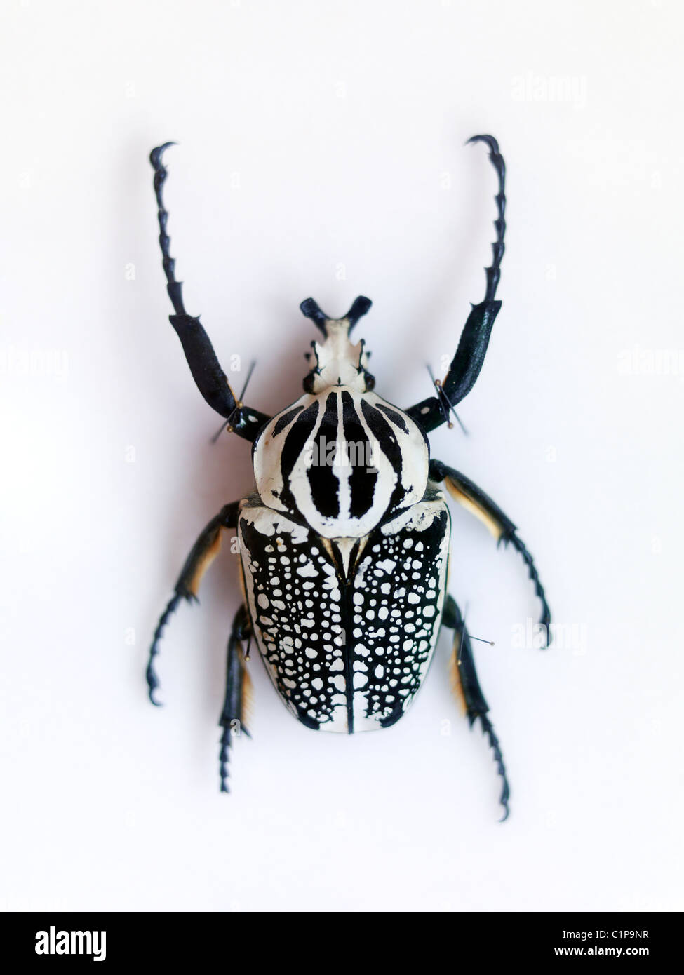 Beetle Collection Insect High Resolution Stock Photography and Images ...