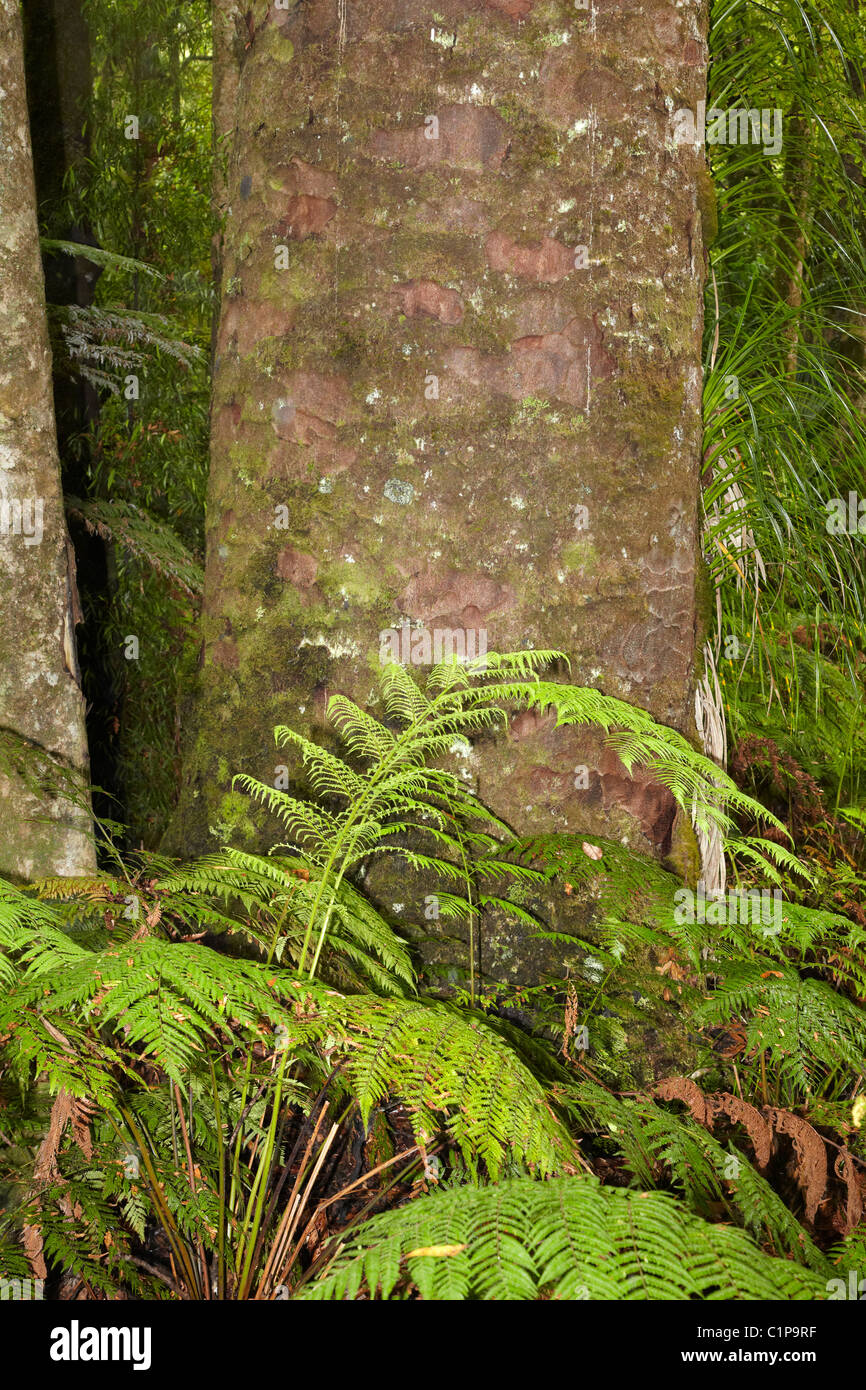 Ponga trunk hi-res stock photography and images - Alamy