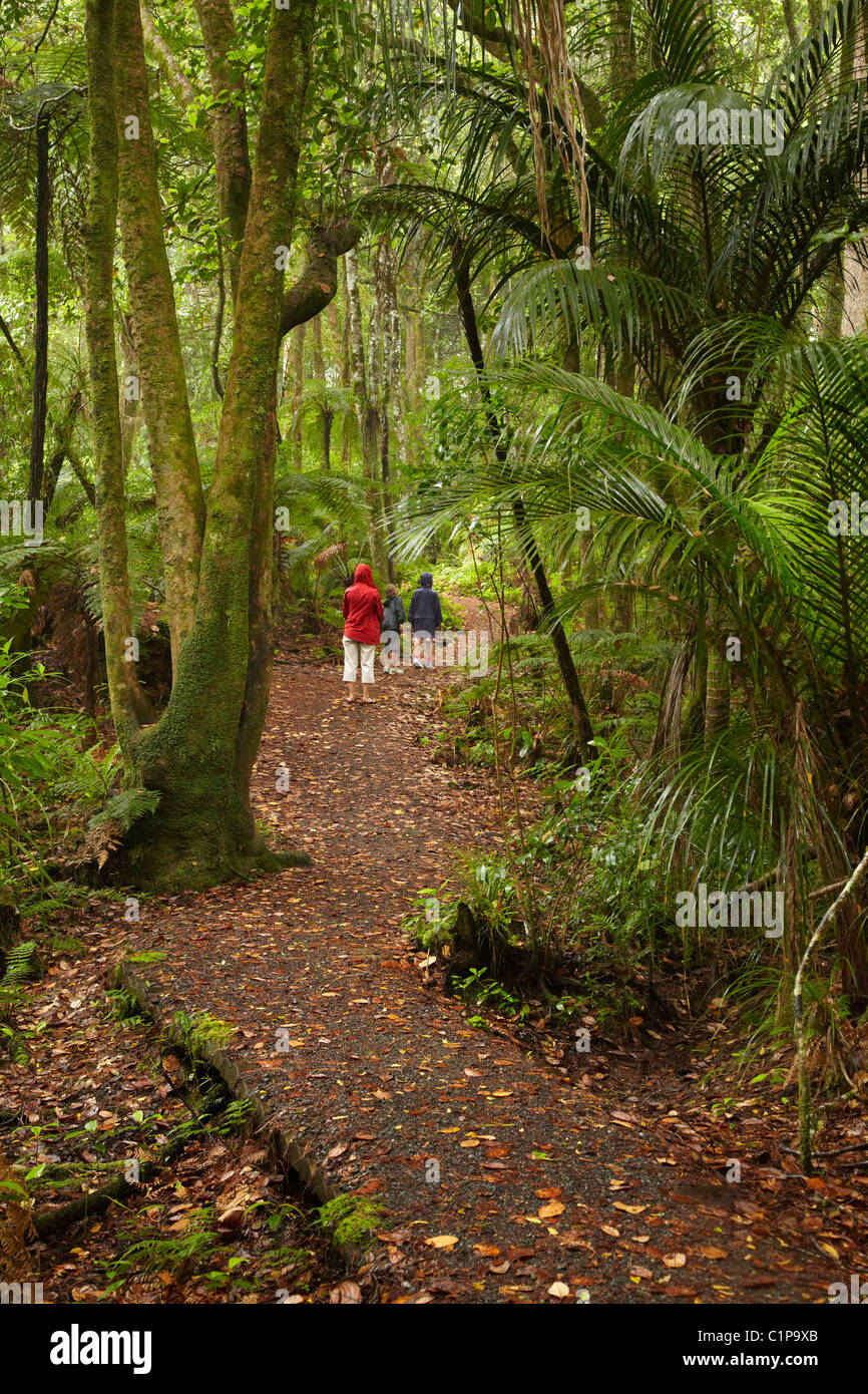 Family on walking track, Trounson Kauri Park, Northland, North Island ...