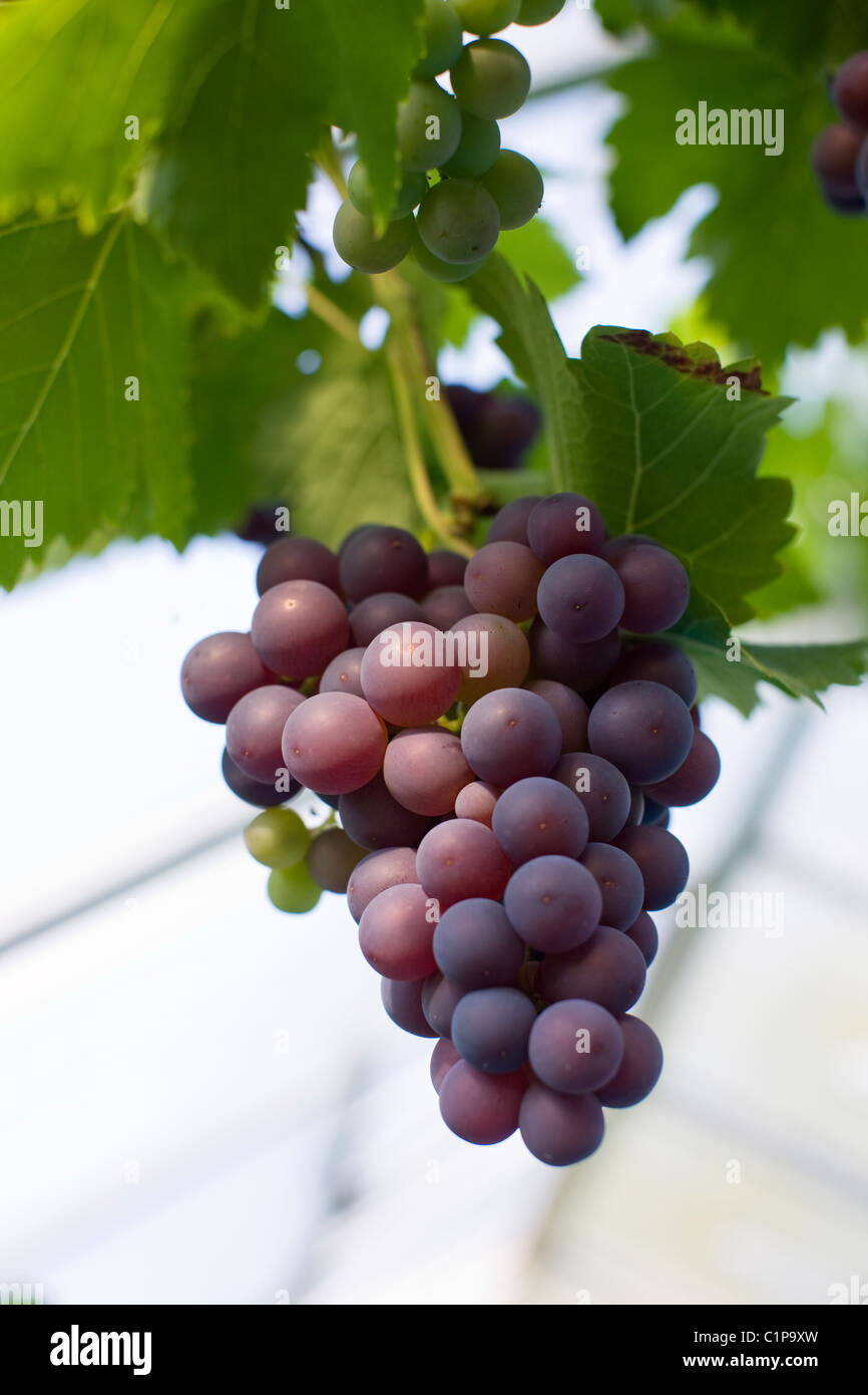 Vine angle hi-res stock photography and images - Alamy