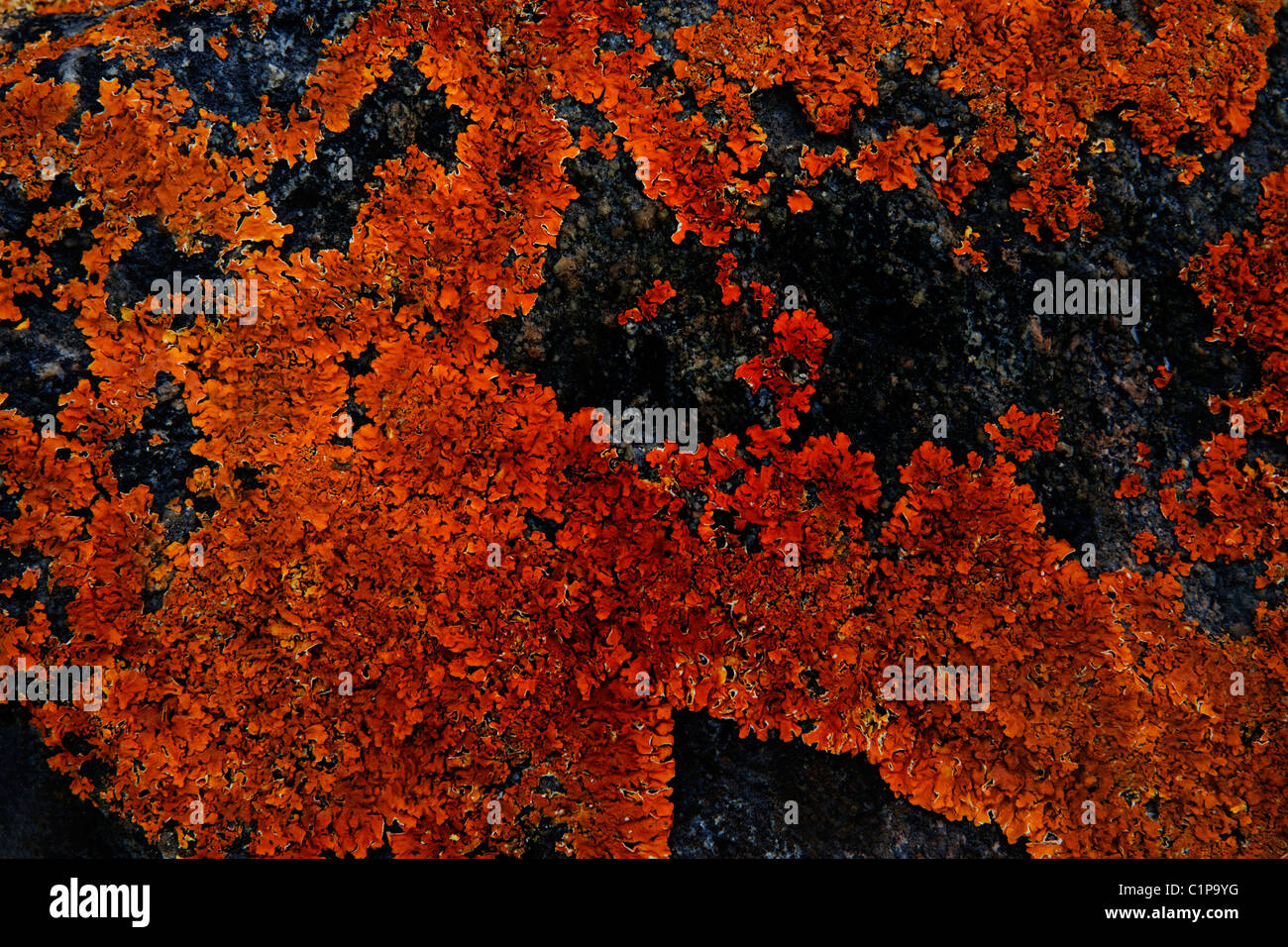 Scandinavian moss hi-res stock photography and images - Alamy
