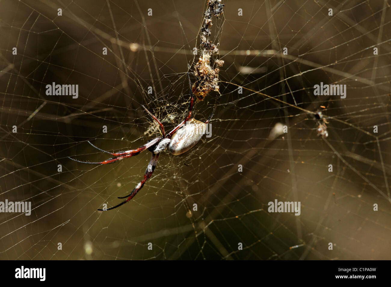 Australian Bush Spider and Web, Dongara Western Australia Stock Photo ...