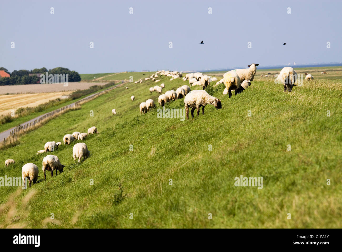 Germany, Ostfriesland, herd of sheep grazing on grass Stock Photo - Alamy