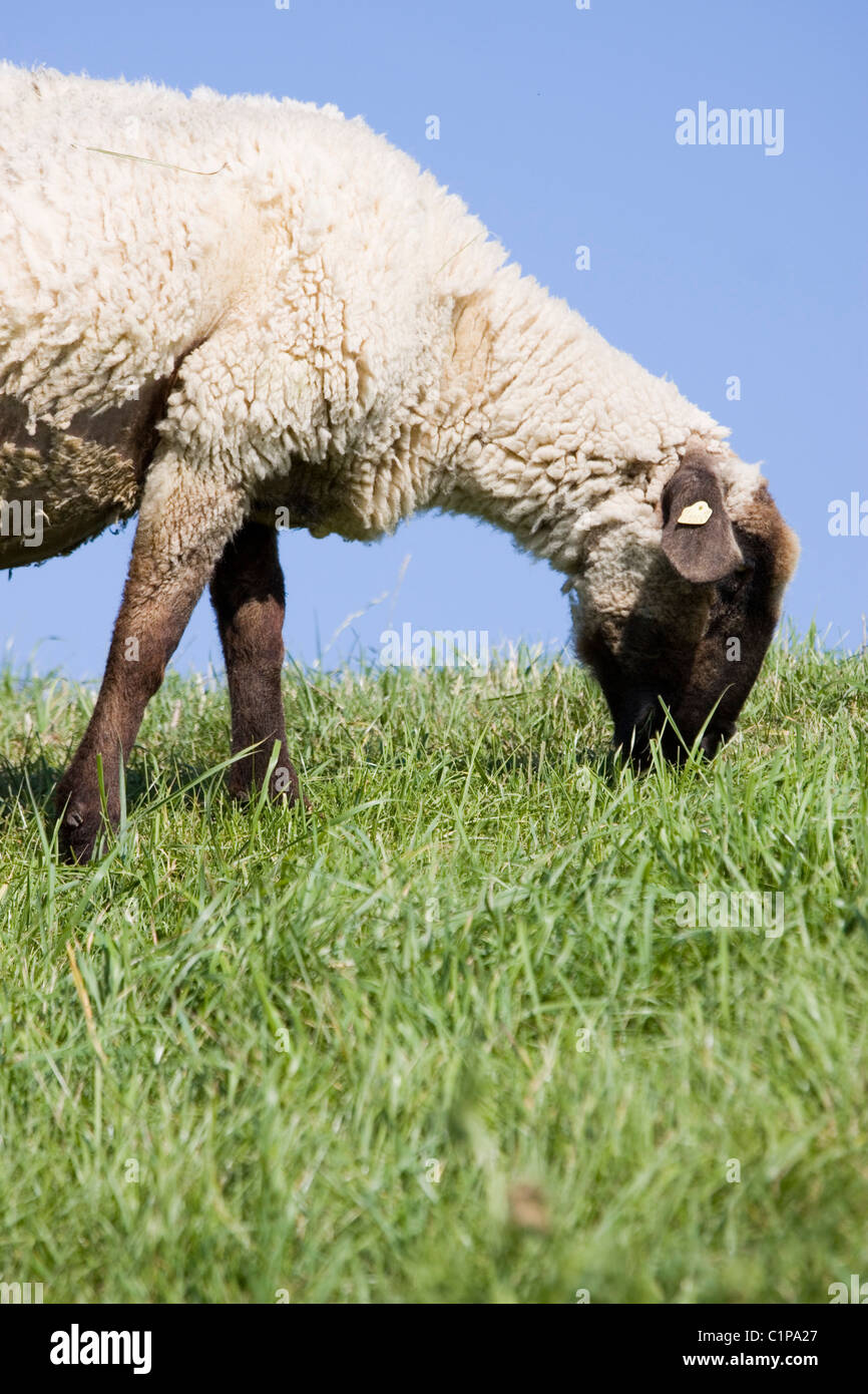 Sheep grazing hi-res stock photography and images - Alamy