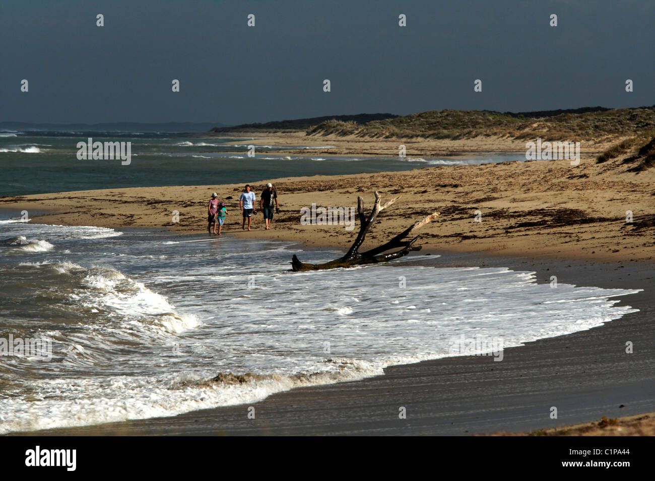 Group of people walking along a beach with Driftwood Tree in the ...