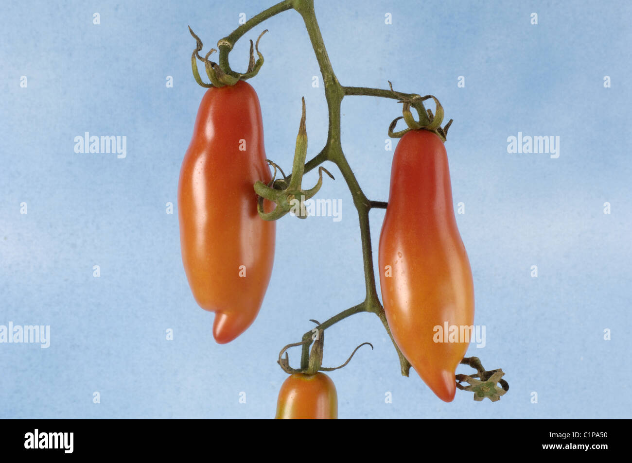 Farmer tomato honduras hi-res stock photography and images - Alamy