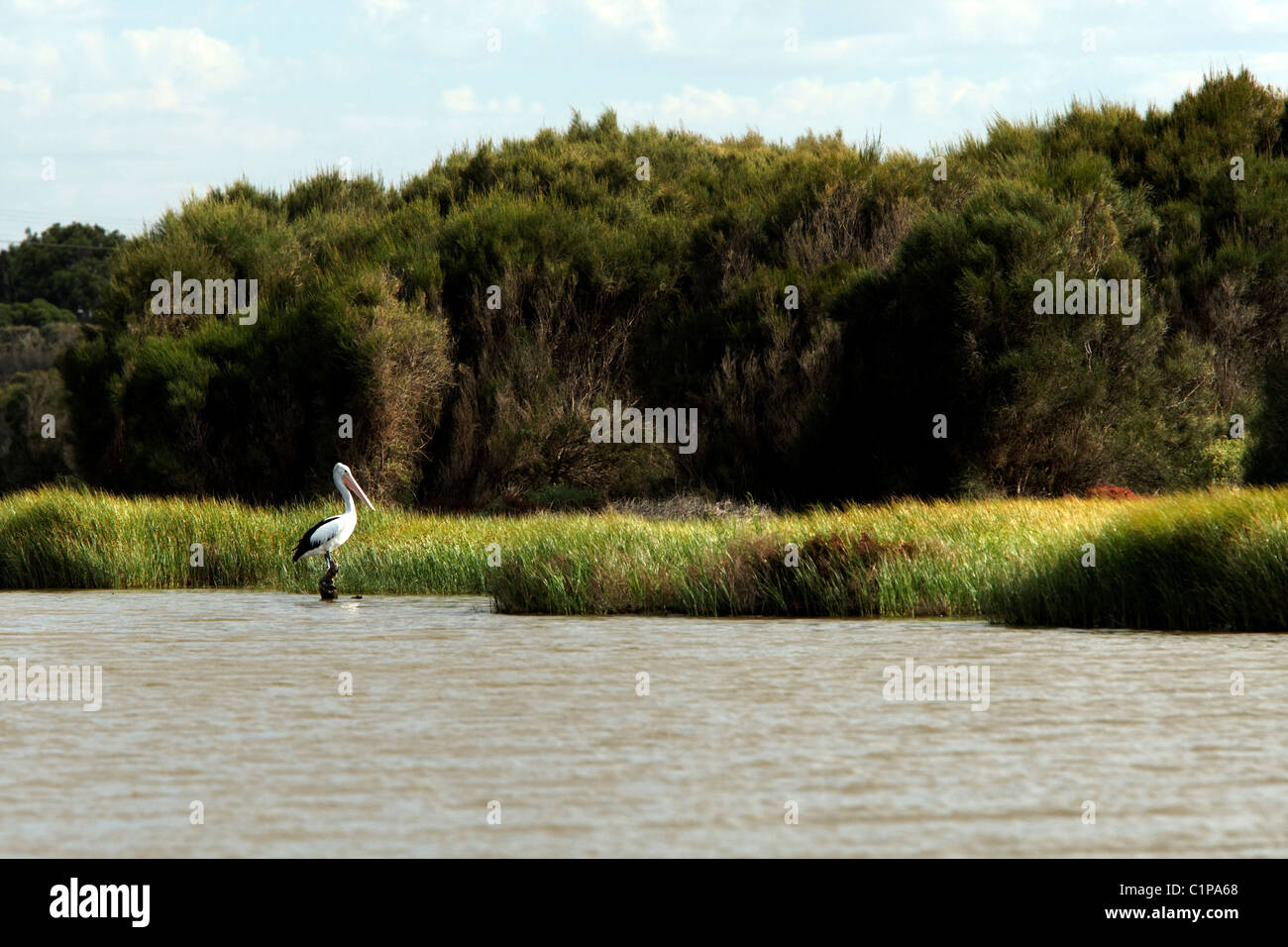 Pink Pelican ( Pelicanus conspicillatus ) standing on a tree stump in ...