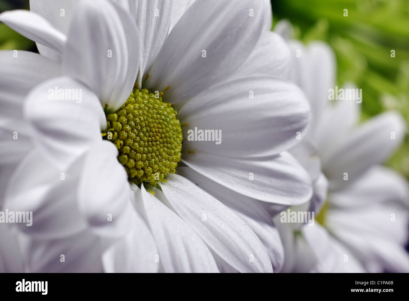 Close up of a daisy Stock Photo - Alamy