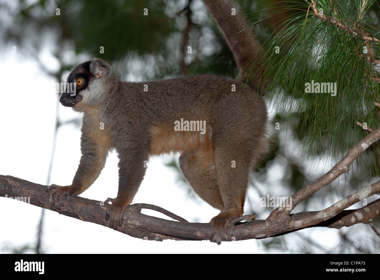 Primate tail balance hi-res stock photography and images - Alamy