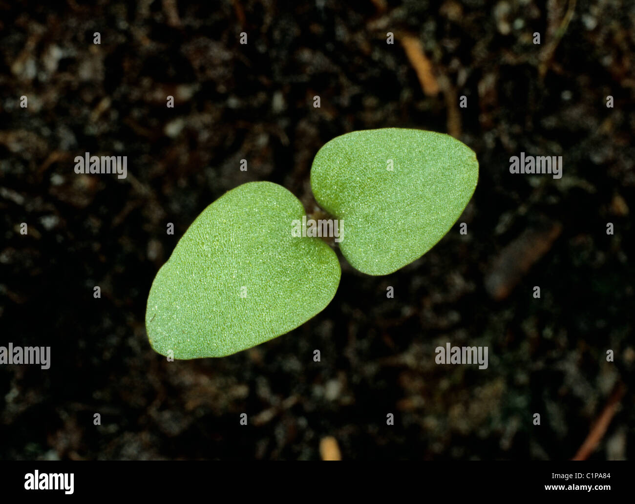 Common field speedwell (Veronica persica) seedling cotyledons only ...