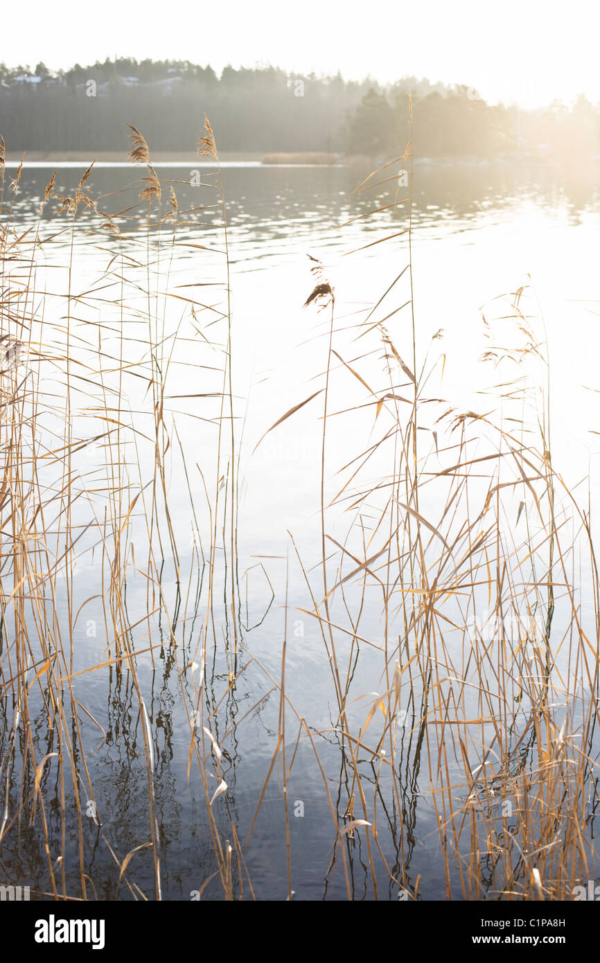 Sun reflecting on plants hi-res stock photography and images - Alamy