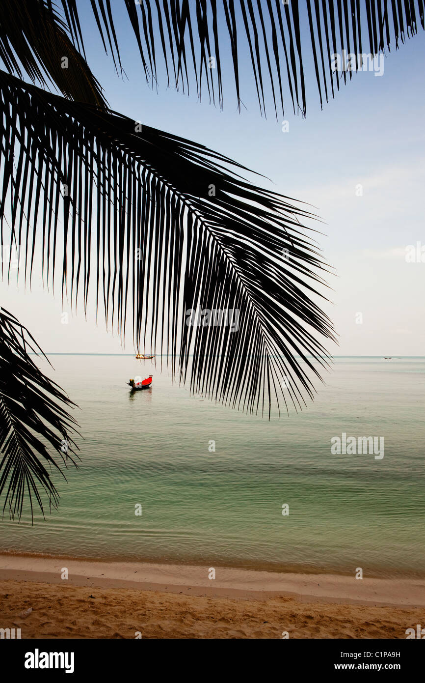 Tree on beach hi-res stock photography and images - Alamy