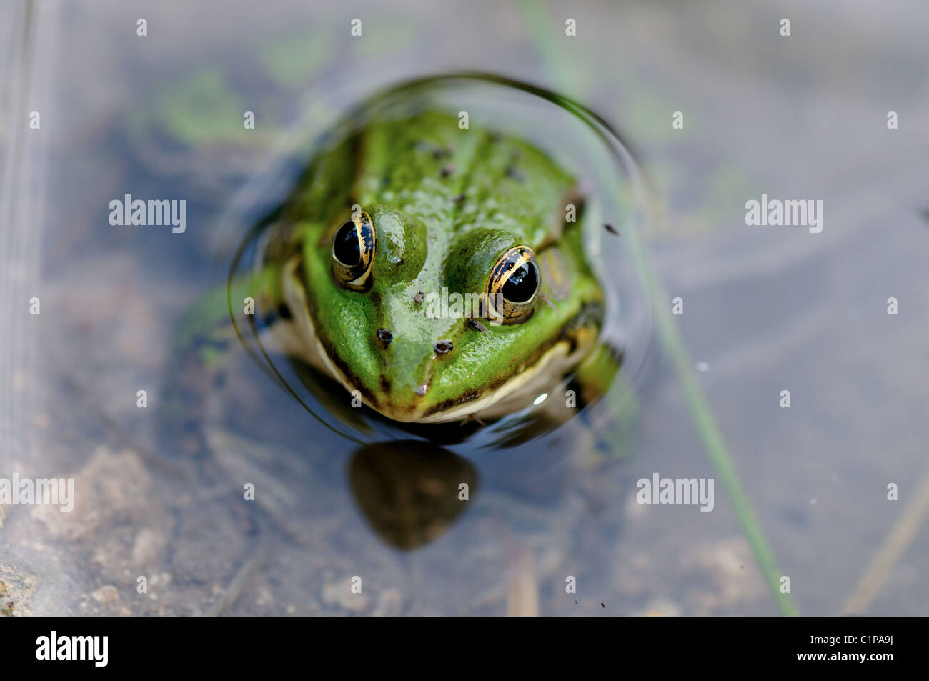 Green frog in the pond Stock Photo - Alamy