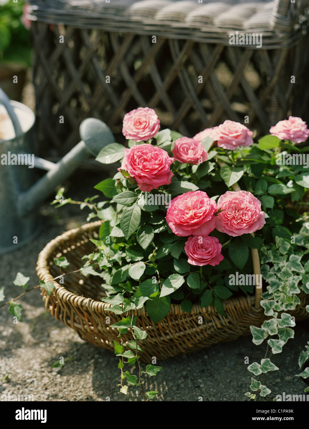 Roses in basket hi-res stock photography and images - Alamy