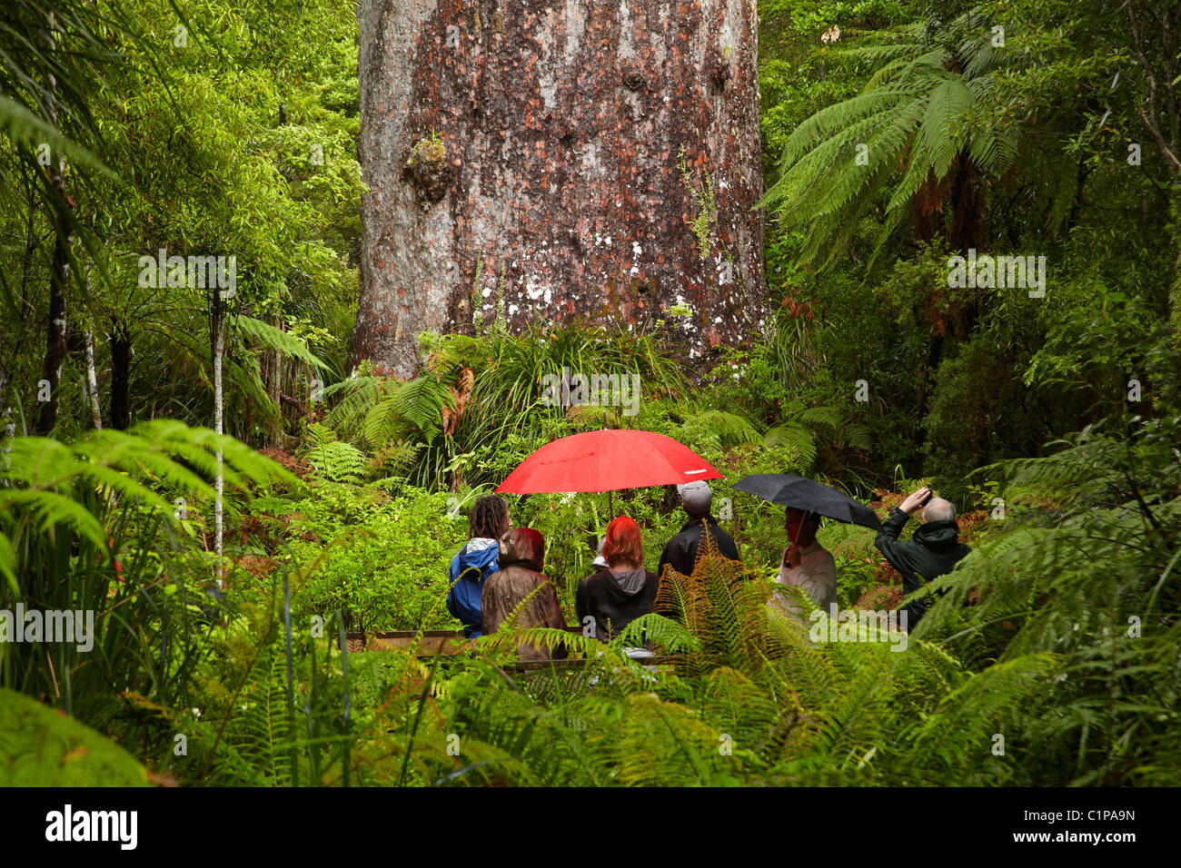 Kauri tree trunks hi-res stock photography and images - Alamy