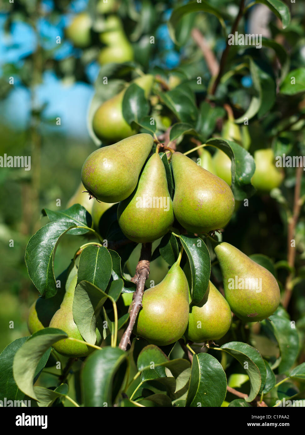 Close up pears on tree hi-res stock photography and images - Alamy
