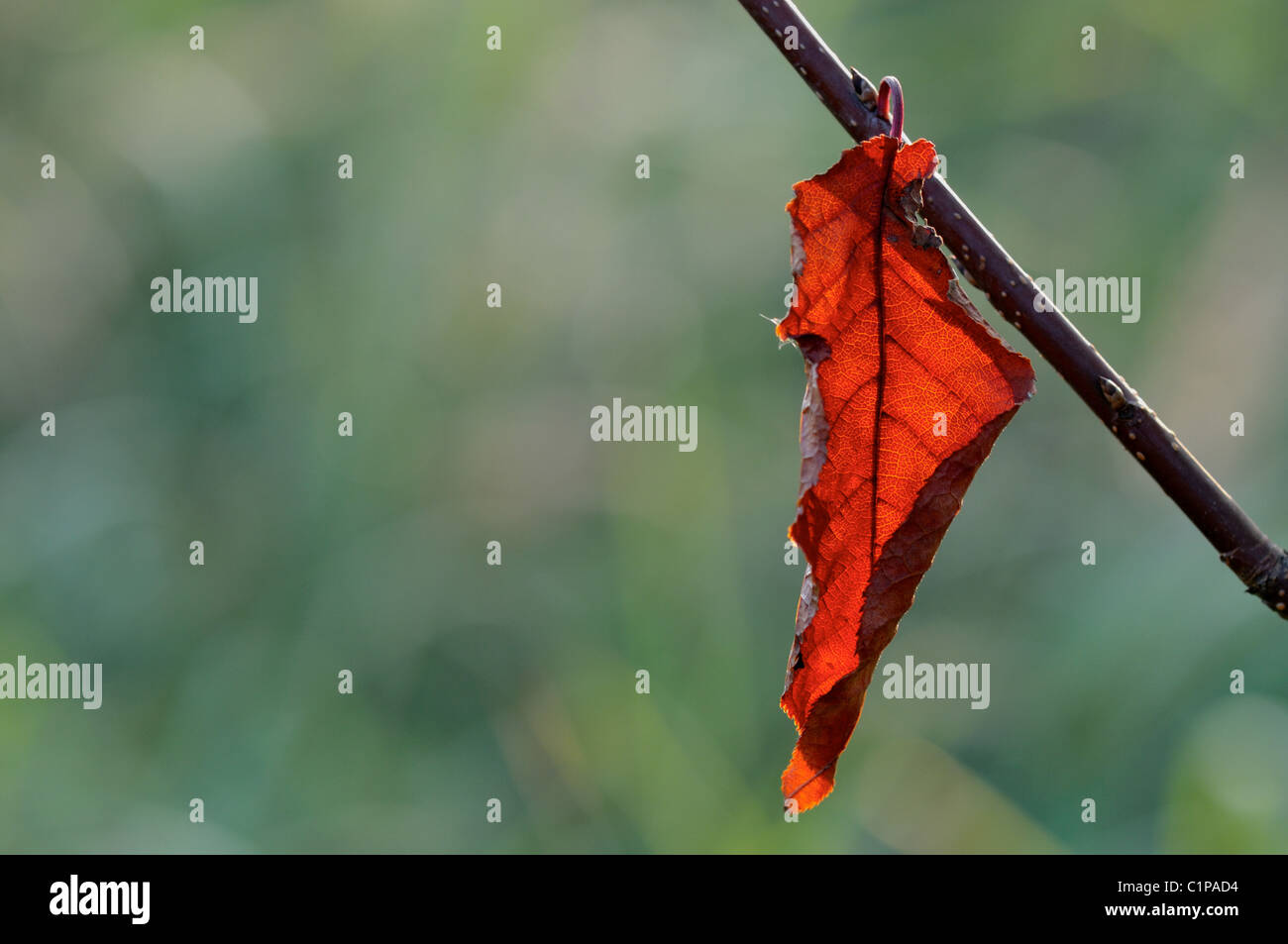 Seasons autumn leaves hi-res stock photography and images - Alamy