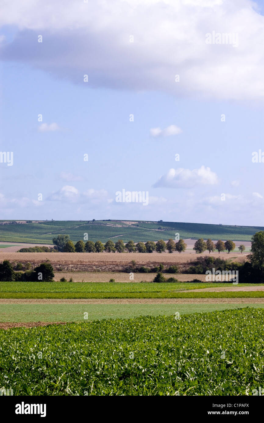 Agriculture color colour countryside crop hi-res stock photography and ...