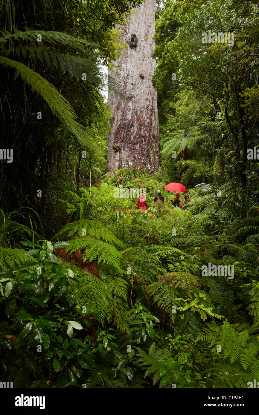Giant Kauri Trees High Resolution Stock Photography and Images - Alamy