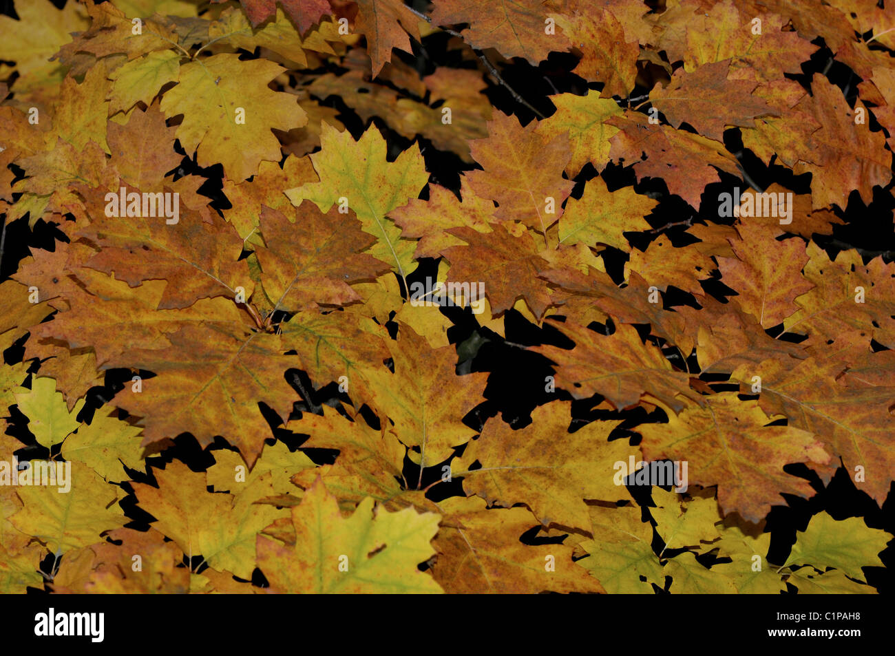 Autumn leaves changing colours Stock Photo - Alamy