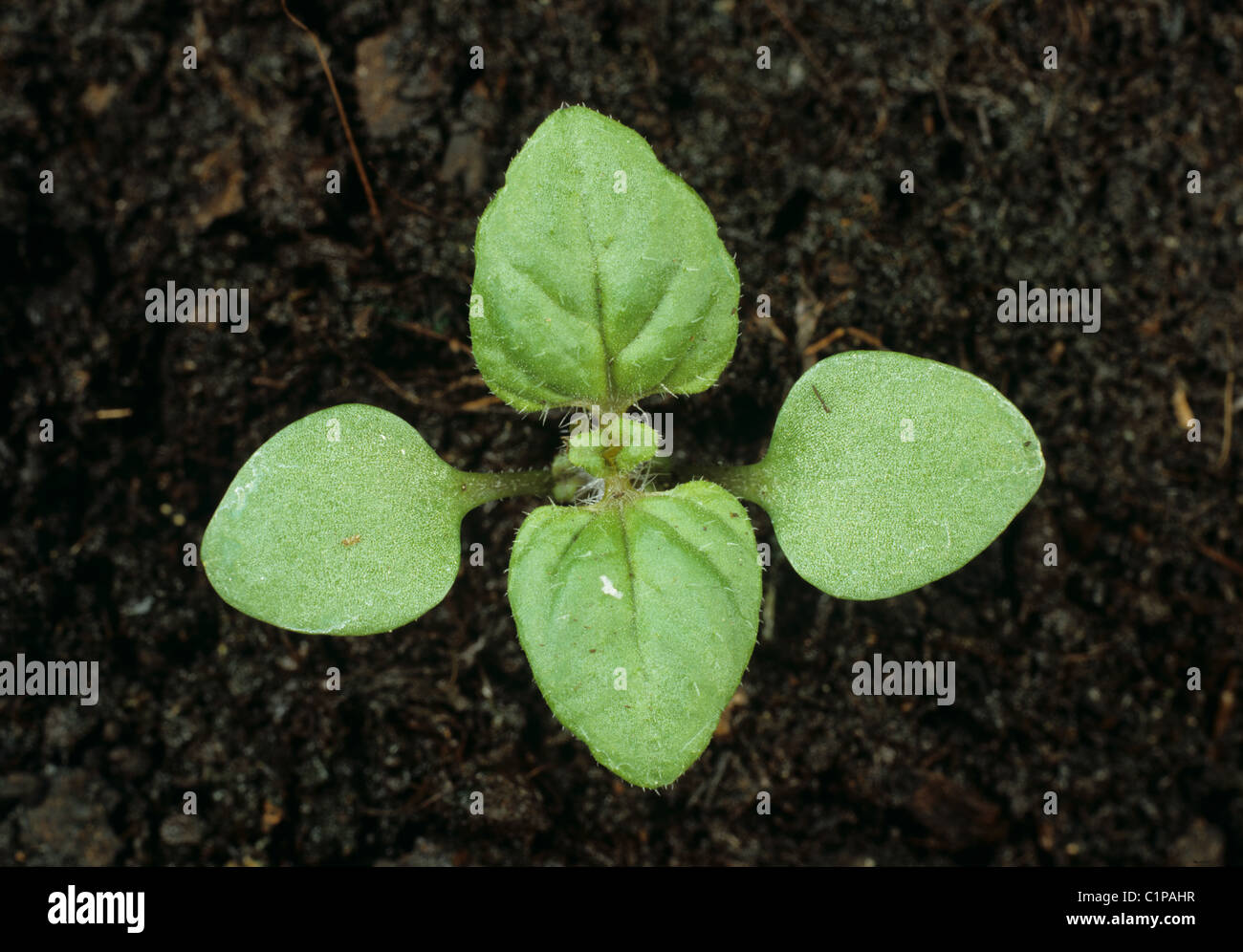 Common field speedwell (Veronica persica) seedling with first two true ...