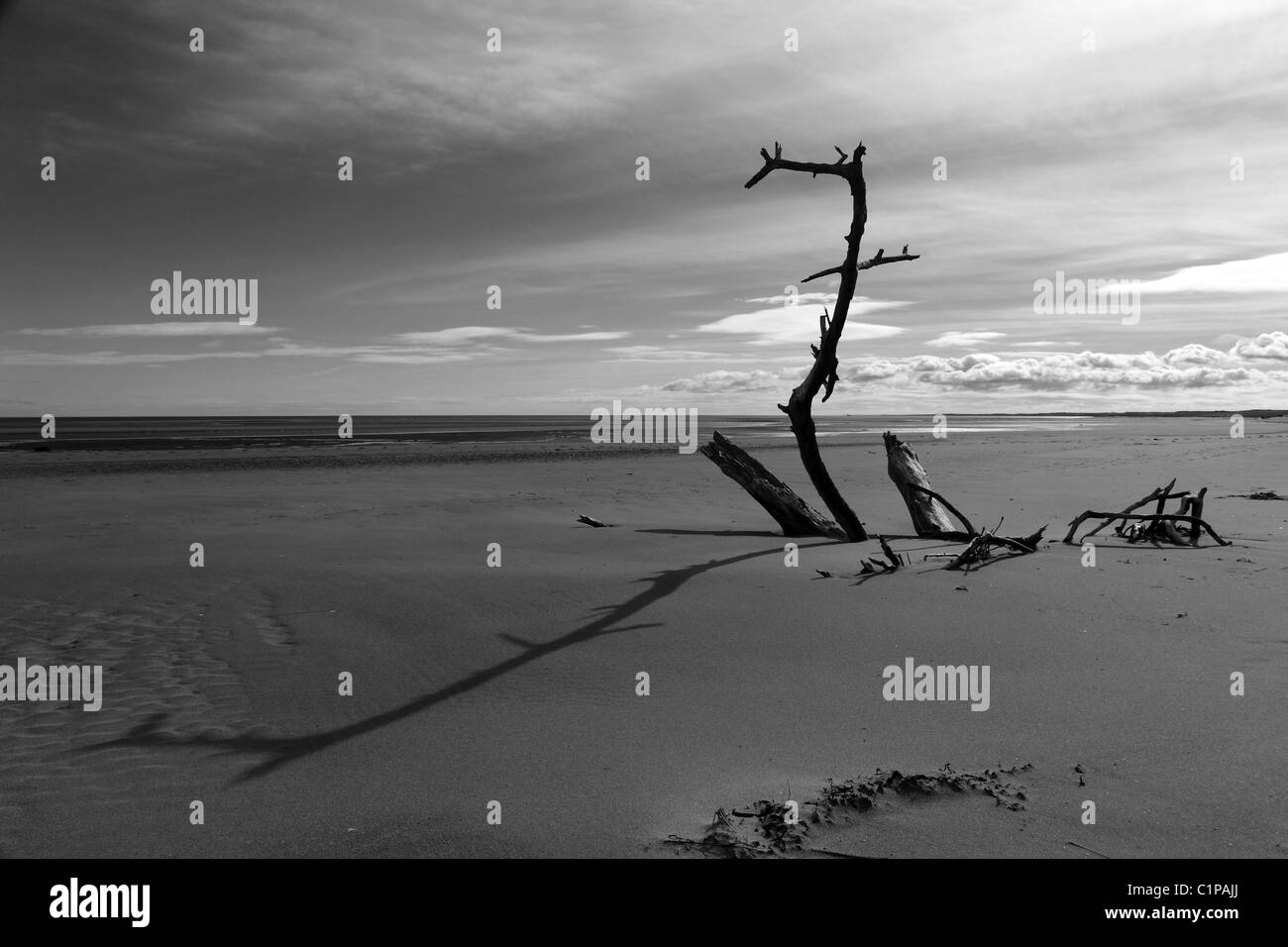 Old tree buried in sand dunes Stock Photo - Alamy