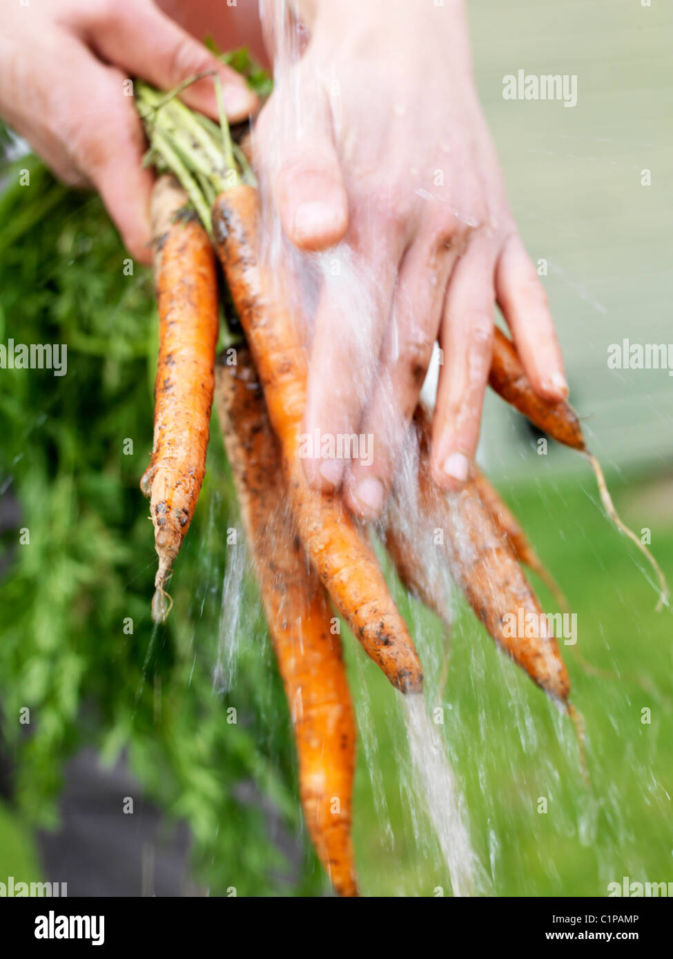 Womans hands washing carrots under water Stock Photo - Alamy
